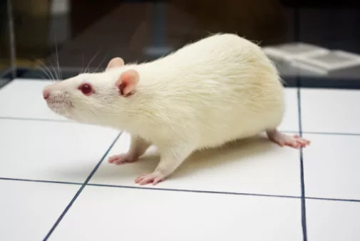 Journal Retracts Study Linking GMOs with Cancer in Rats | WholeFoods ...
