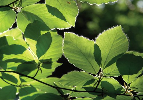 Plant-Based Stem Cells: The Future of Anti-Aging | WholeFoods Magazine