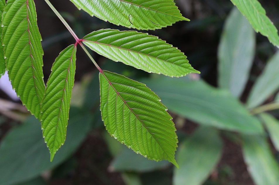 Study: "Cancer Warrior" Plants Fight 7 Types of Cancer | WholeFoods ...