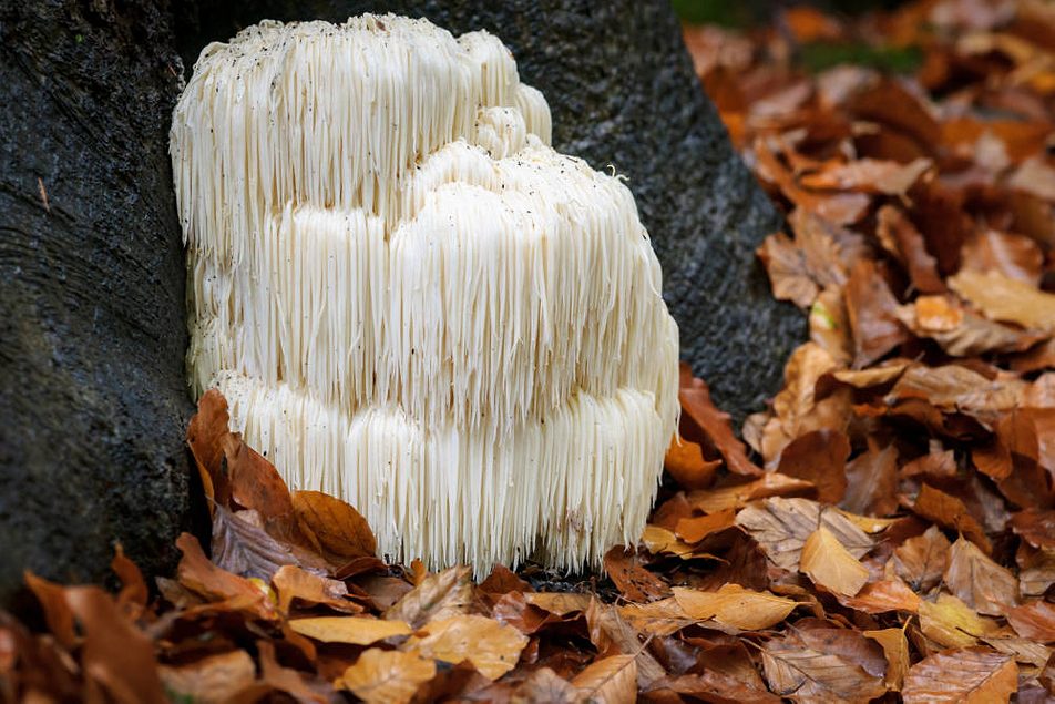 Mushroom Wisdom Changes Name of Flagship Product | WholeFoods Magazine
