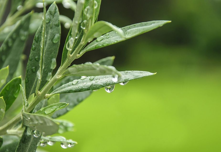 IFF Heart Health Ingredient Receives Non-GMO Project Verification ...