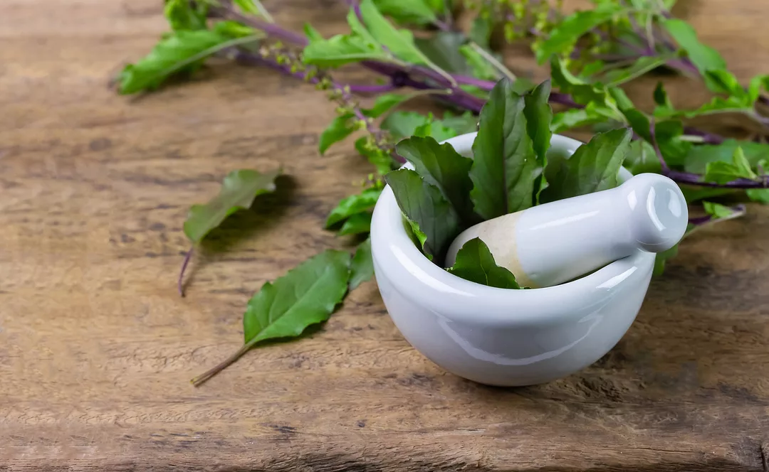 ABC’s Adopt-an-Herb Program: Natural Remedies Adopts Holy Basil ...